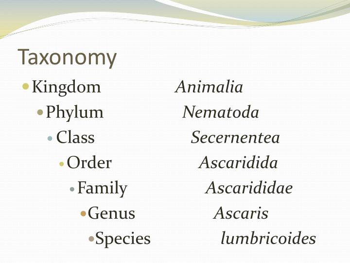 PPT - Ascaris lumbricoides PowerPoint Presentation - ID:6905898