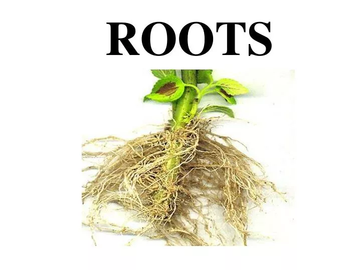 PPT - ROOTS PowerPoint Presentation, free download - ID:6906122