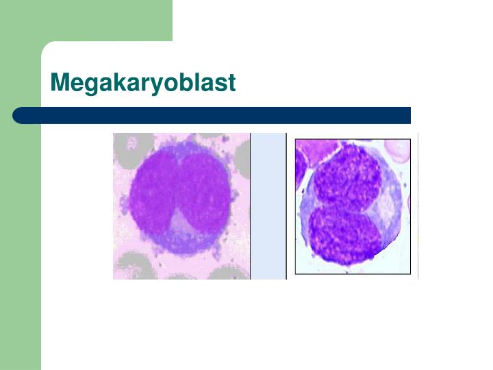 PPT - MLAB1415- Hematology Keri Brophy-Martinez PowerPoint Presentation ...