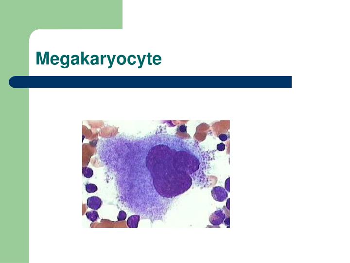 PPT - MLAB1415- Hematology Keri Brophy-Martinez PowerPoint Presentation ...