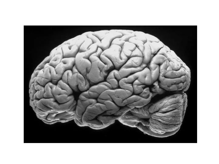 PPT - Cortex: Cingulate Gyrus, Precentral Gyrus, Postcentral Gyrus ...