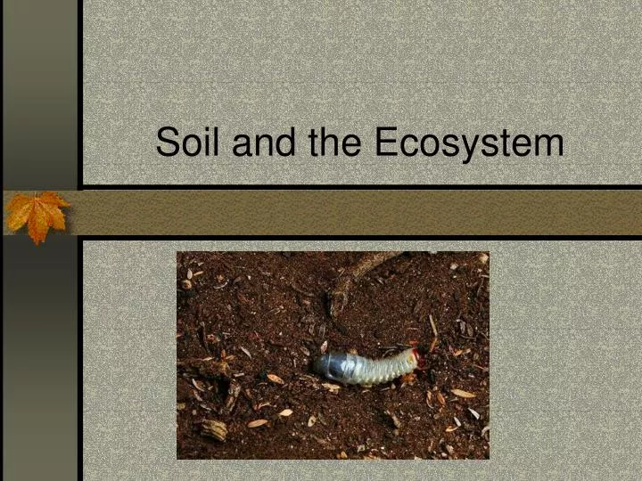 PPT - Soil and the Ecosystem PowerPoint Presentation, free download ...