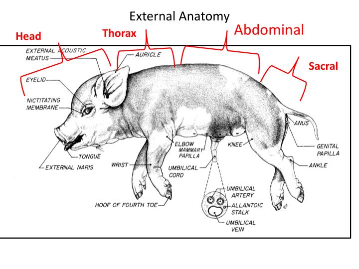 PPT - Forensic Pig Dissection PowerPoint Presentation - ID:6907242