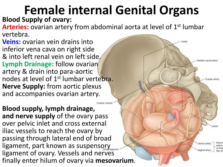 Ppt Female Internal Genital Organs Powerpoint Presentation Id6907343