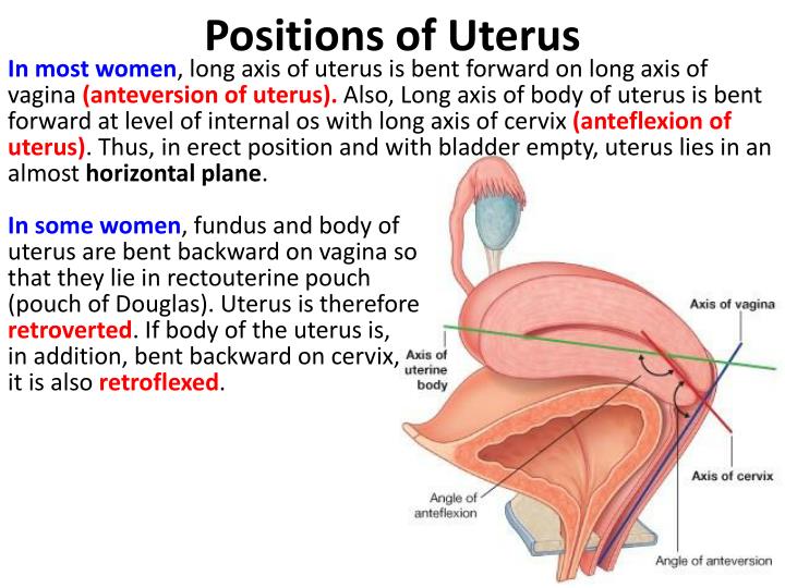 Ppt Female Internal Genital Organs Powerpoint Presentation Id 6907343
