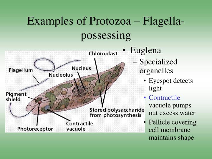 Examples Of Flagellated Protozoans With Diagram