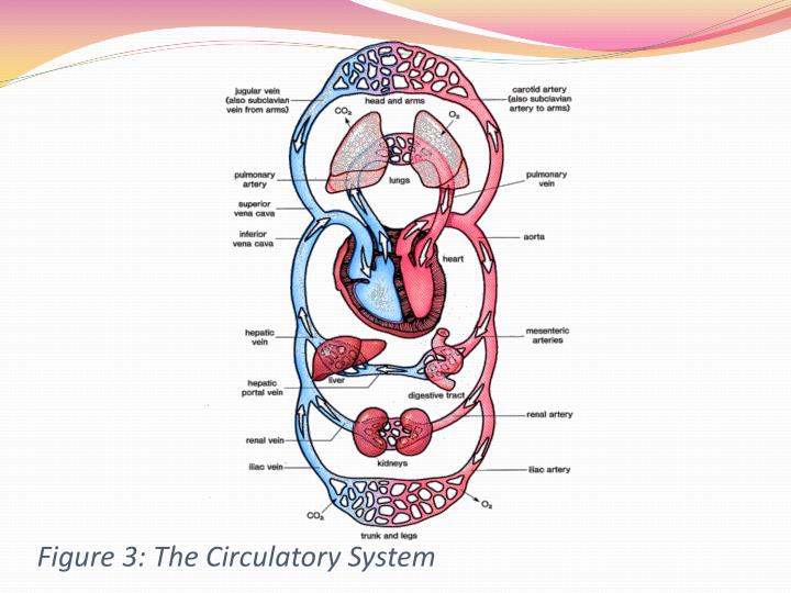PPT - Physiological Responses to Exercise PowerPoint Presentation - ID ...