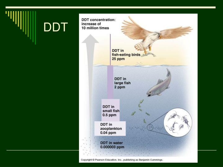 PPT - DDT in a Food Chain PowerPoint Presentation - ID:6908634