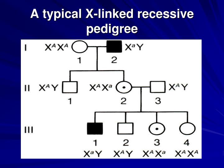 PPT - Fundamentals of human genetics. Human hereditary diseases ...