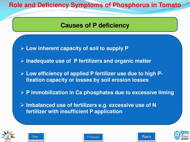 PPT - Role and Deficiency Symptoms of Phosphorus in Tomato PowerPoint ...