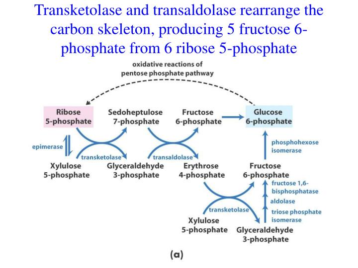 PPT - Pentose phosphate pathway PowerPoint Presentation - ID:6909449