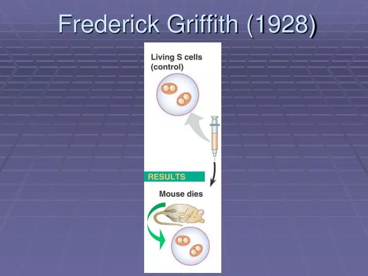 PPT - Frederick Griffith (1928) PowerPoint Presentation, free download ...