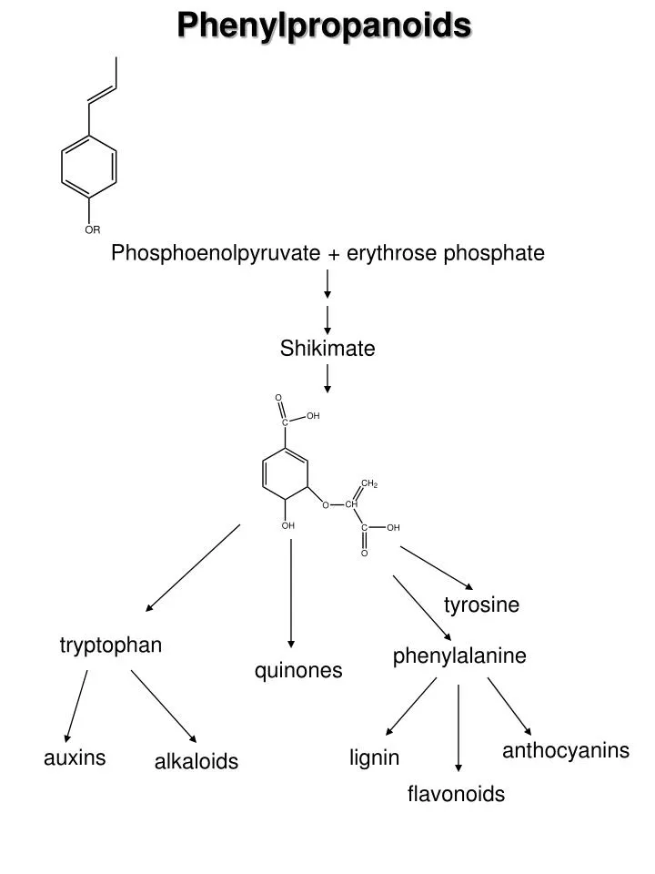 PPT - Phenylpropanoids PowerPoint Presentation, free download - ID:6910281