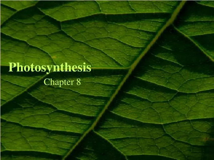 PPT - Photosynthesis PowerPoint Presentation, free download - ID:6910407
