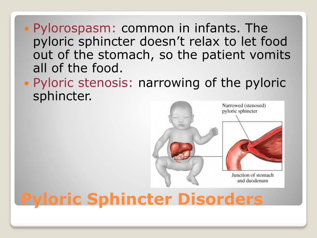 PPT - The Digestive System PowerPoint Presentation, free download - ID ...