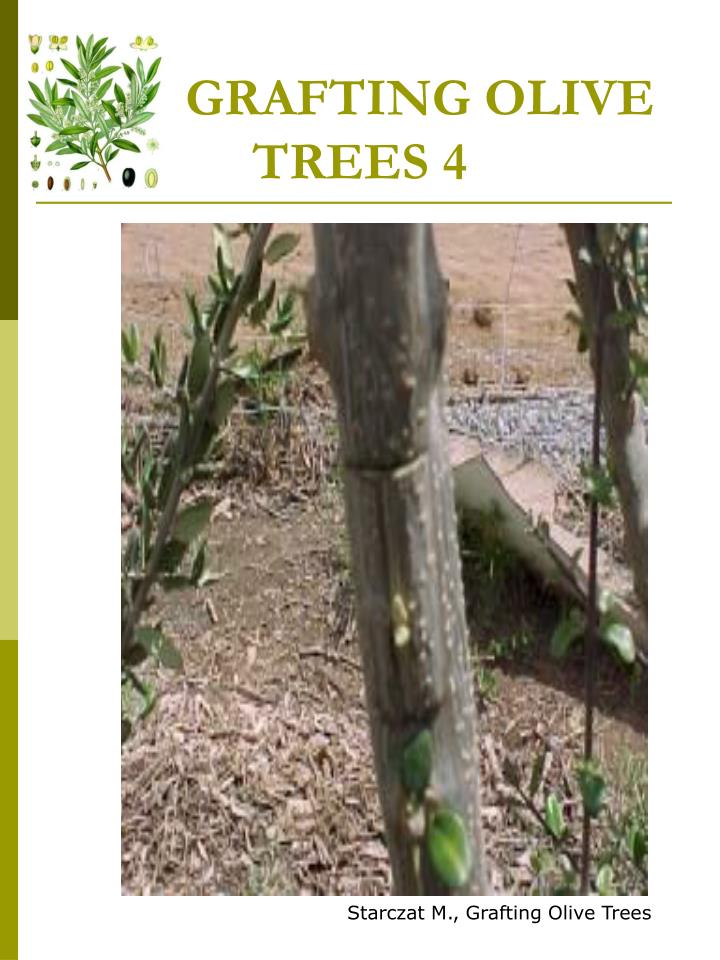 PPT - THE OLIVE TREE PowerPoint Presentation - ID:6911685