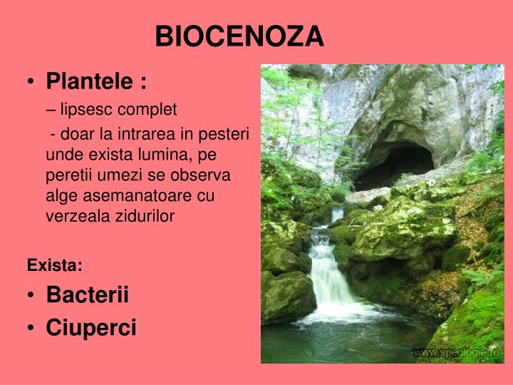 PPT - ECOSISTEMUL UNEI PESTERI PowerPoint Presentation - ID:6911901