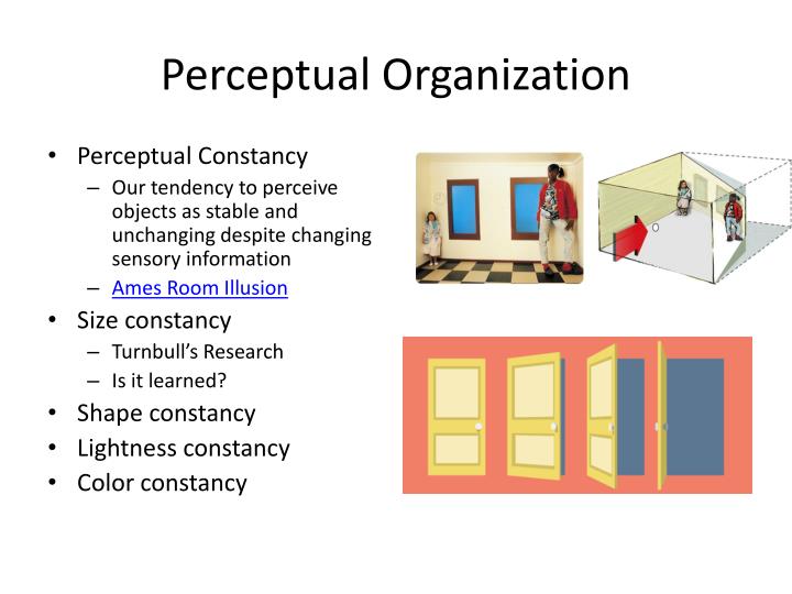 PPT - Sensation and Perception PowerPoint Presentation - ID:6913237