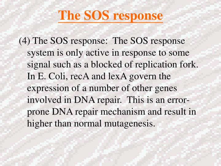 PPT - DNA Mutation and Repair PowerPoint Presentation - ID:6914380