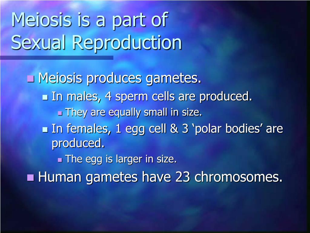 Ppt Meiosis Powerpoint Presentation Free Download Id 6914704