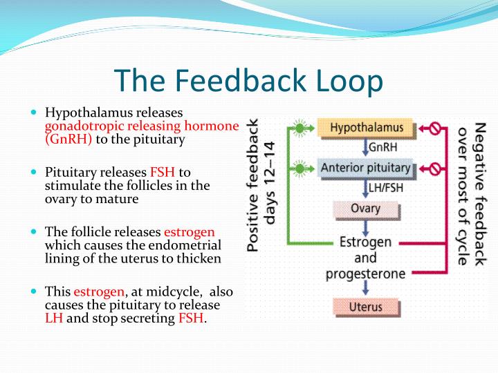 PPT - Female Reproductive Hormones PowerPoint Presentation - ID:6917183