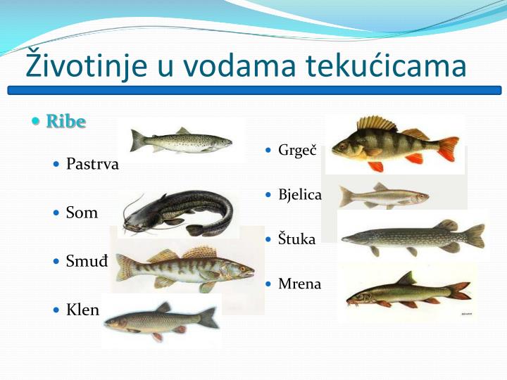 PPT - pripremila: Dora Vranić PowerPoint Presentation - ID:6917845