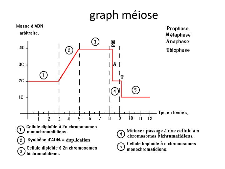 PPT - graph meiose fecondation PowerPoint Presentation - ID:6919268