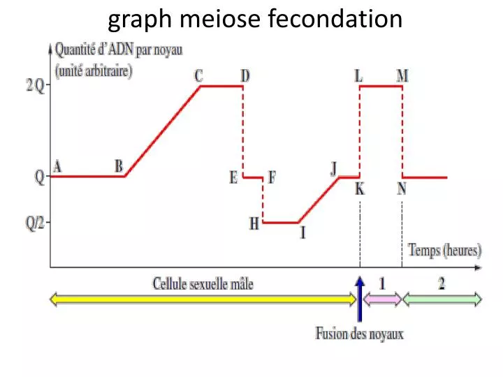 PPT - graph meiose fecondation PowerPoint Presentation, free download ...
