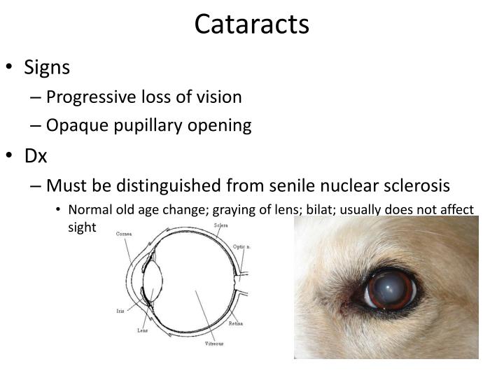 PPT - Chronic Superficial Keratitis (Pannus) PowerPoint Presentation ...