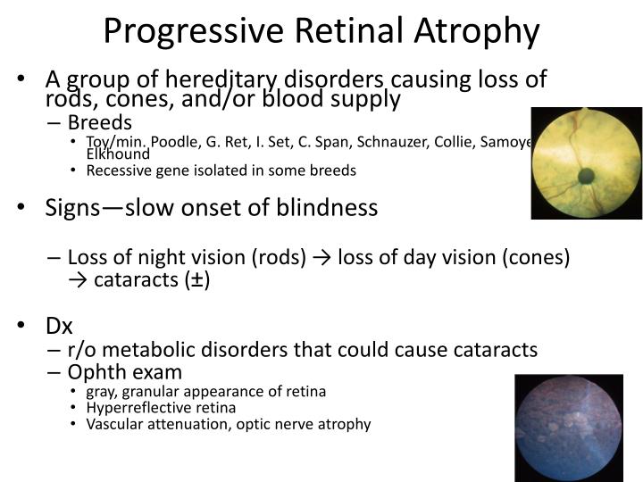 PPT - Chronic Superficial Keratitis (Pannus) PowerPoint Presentation ...
