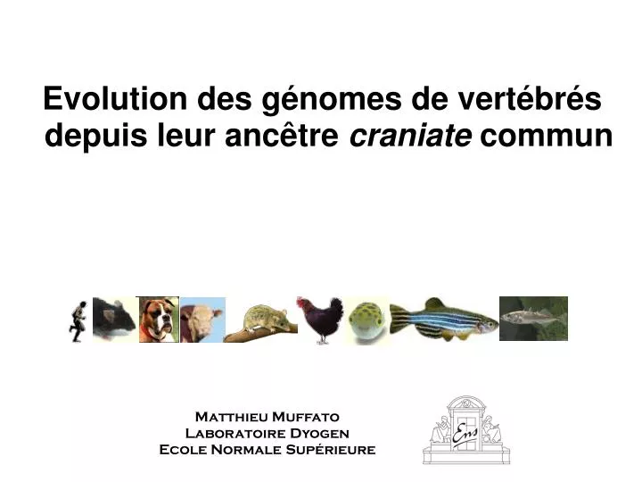 PPT - Evolution des génomes de vertébrés depuis leur ancêtre craniate ...