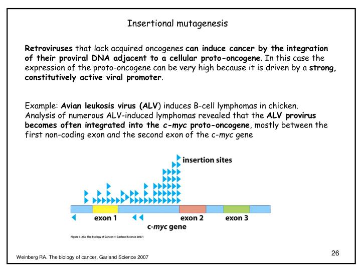 PPT - Introduction to Cancer Biology part II – Oncogenes and tumour ...