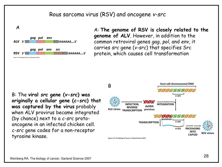 PPT - Introduction to Cancer Biology part II – Oncogenes and tumour ...