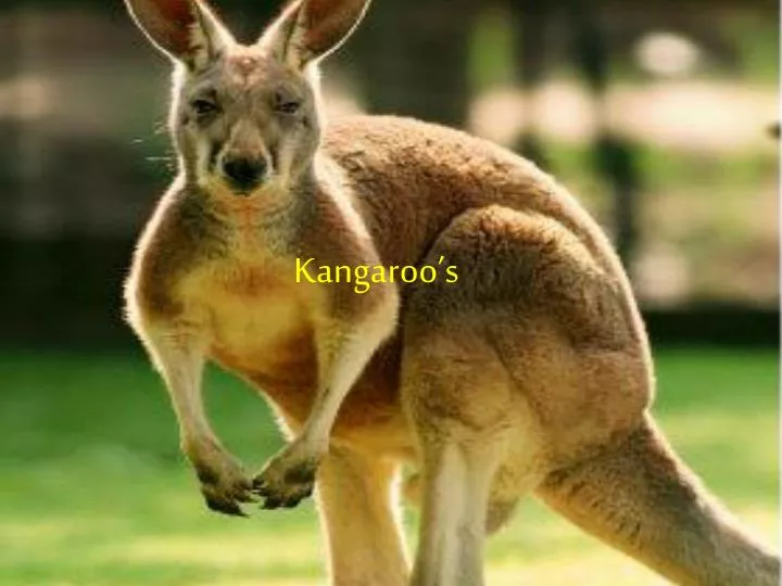 PPT - Kangaroo’s PowerPoint Presentation, free download - ID:6922479