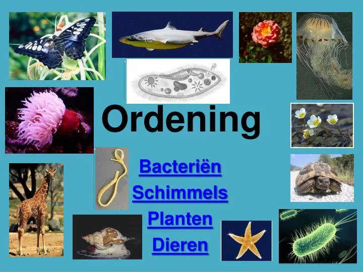 PPT - Ordening PowerPoint Presentation, free download - ID:6923254