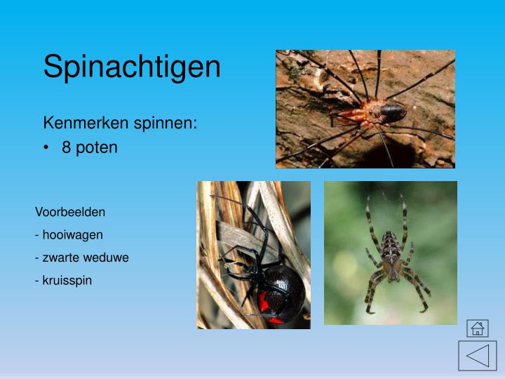 PPT - Ordening PowerPoint Presentation - ID:6923254