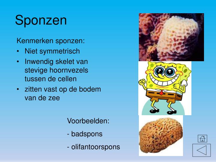 PPT - Ordening PowerPoint Presentation - ID:6923254