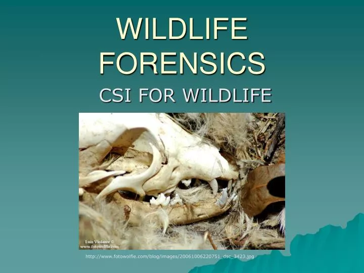 PPT - WILDLIFE FORENSICS PowerPoint Presentation, free download - ID:6925397