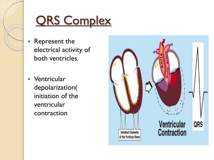 PPT - ECG PowerPoint Presentation - ID:6925472