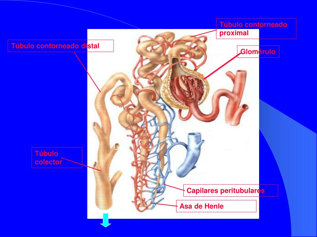 PPT - FISIOLOGÍA RENAL BALANCE HIDROELECTROLÍTICO Y DEL EQUILIBRIO ...