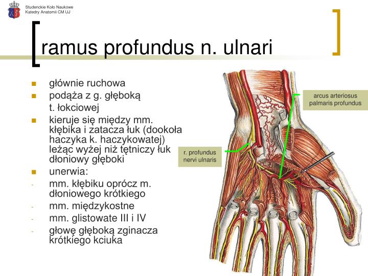 PPT - PLEXUS BRACHIALIS PowerPoint Presentation - ID:6928800