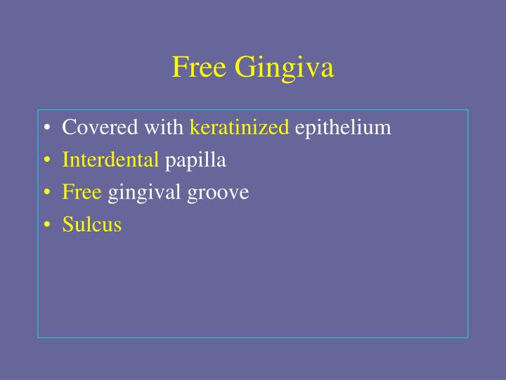 PPT - Gingival and Dentogingival Junctional Tissues DHY114 – Week 2 ...