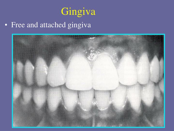 PPT - Gingival and Dentogingival Junctional Tissues DHY114 – Week 2 ...