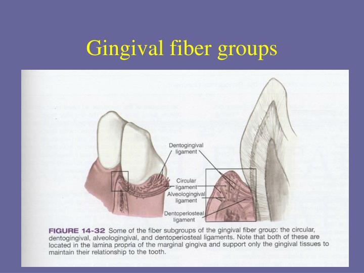 PPT - Gingival and Dentogingival Junctional Tissues DHY114 – Week 2 ...