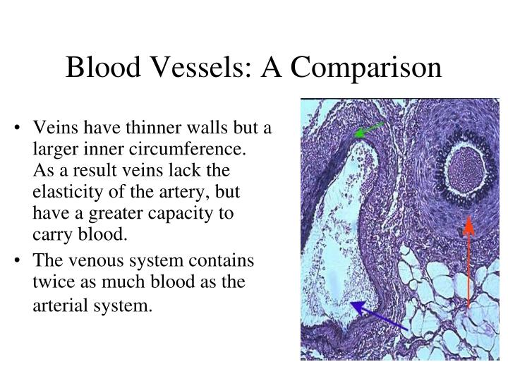 PPT - BLOOD VESSELS PowerPoint Presentation - ID:6929417