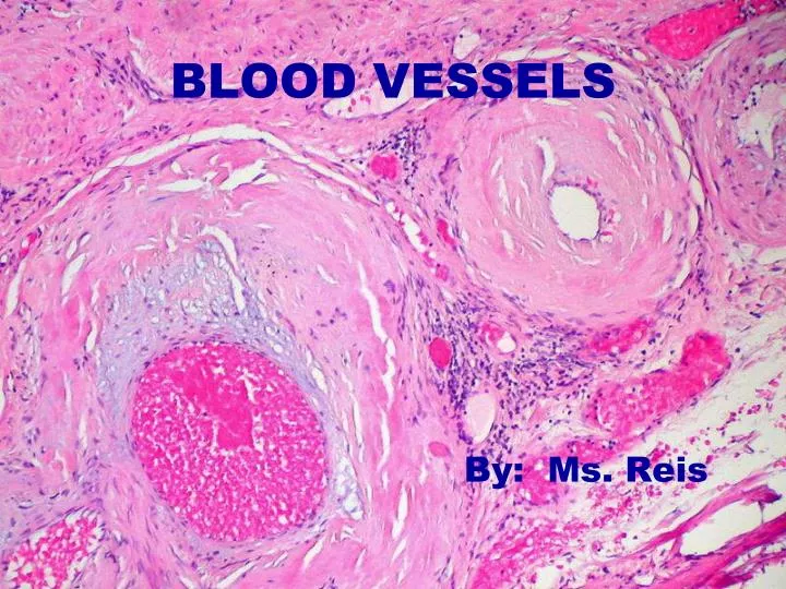PPT - BLOOD VESSELS PowerPoint Presentation, free download - ID:6929417