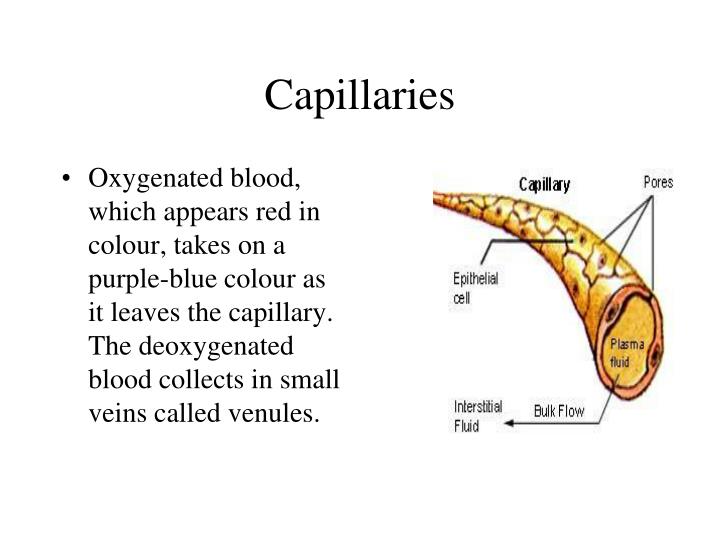 PPT - BLOOD VESSELS PowerPoint Presentation - ID:6929417