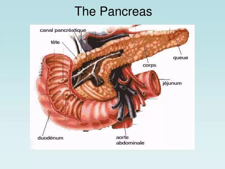PPT - The Pancreas PowerPoint Presentation, free download - ID:6929837