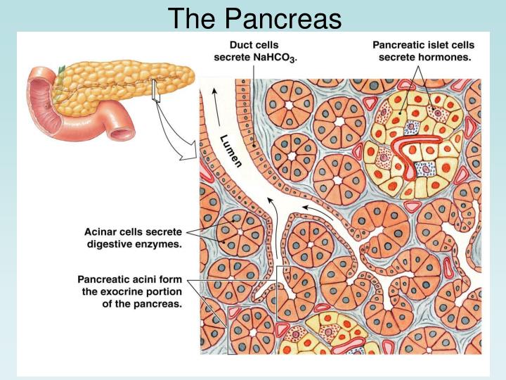 PPT - The Pancreas PowerPoint Presentation - ID:6929837