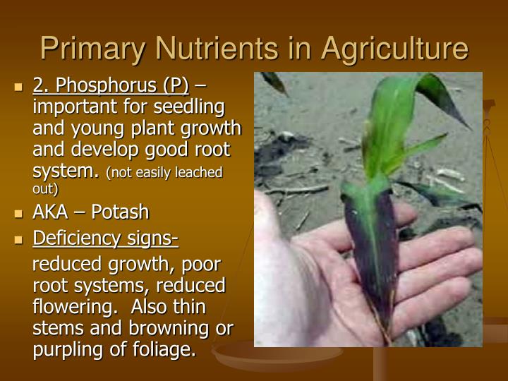 PPT - Plant Nutrition PowerPoint Presentation - ID:6929942
